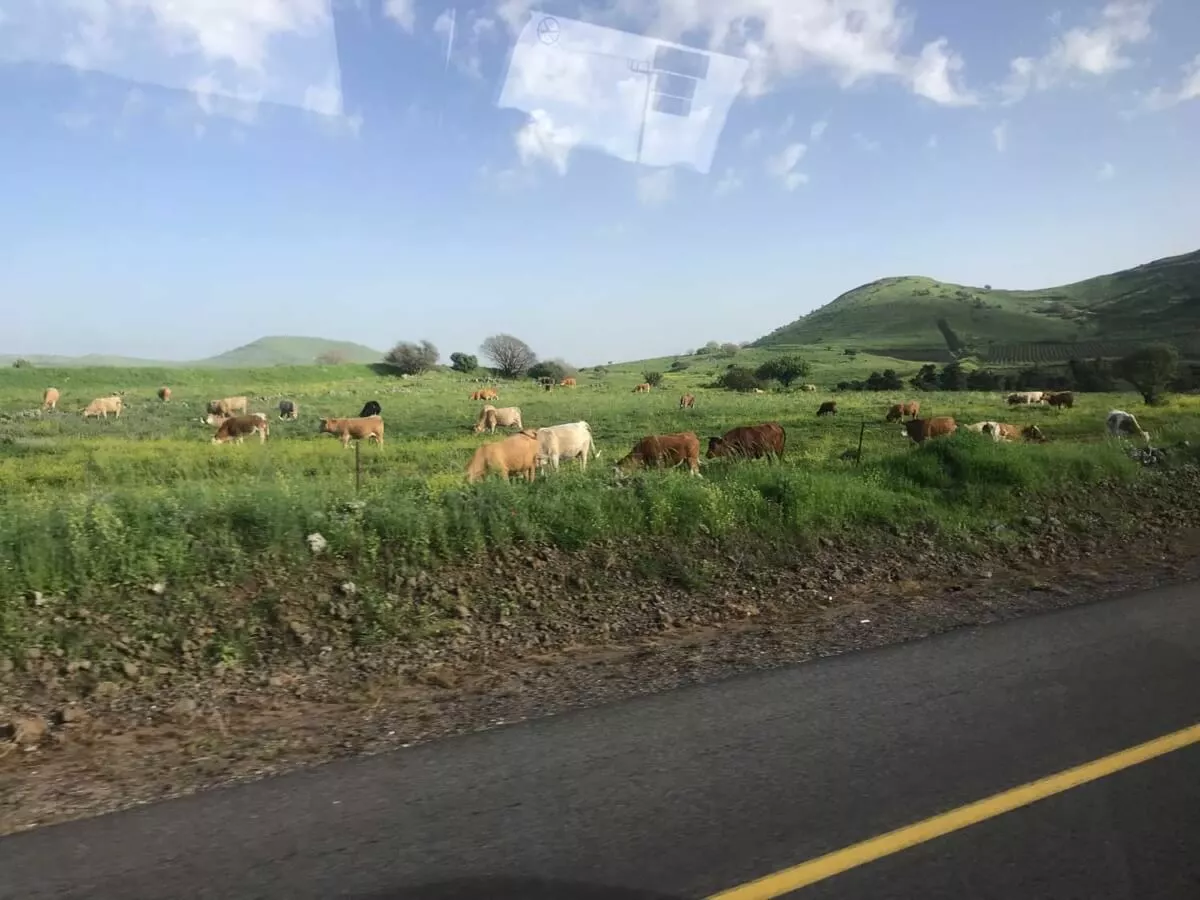 Israel's Animals from the Bible and What You Can Learn from Them.