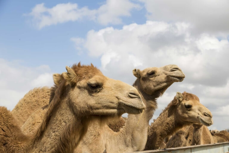 Israel's Animals from the Bible and What You Can Learn from Them.