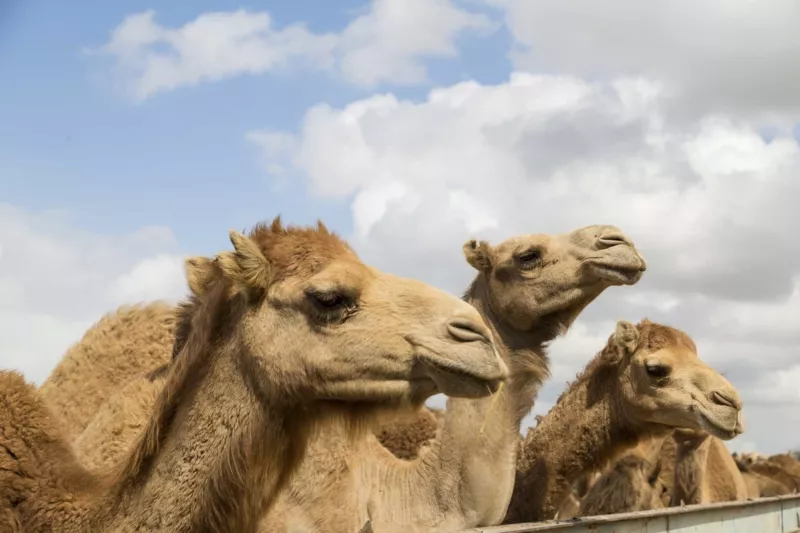 Israel's Animals from the Bible and What You Can Learn from Them.