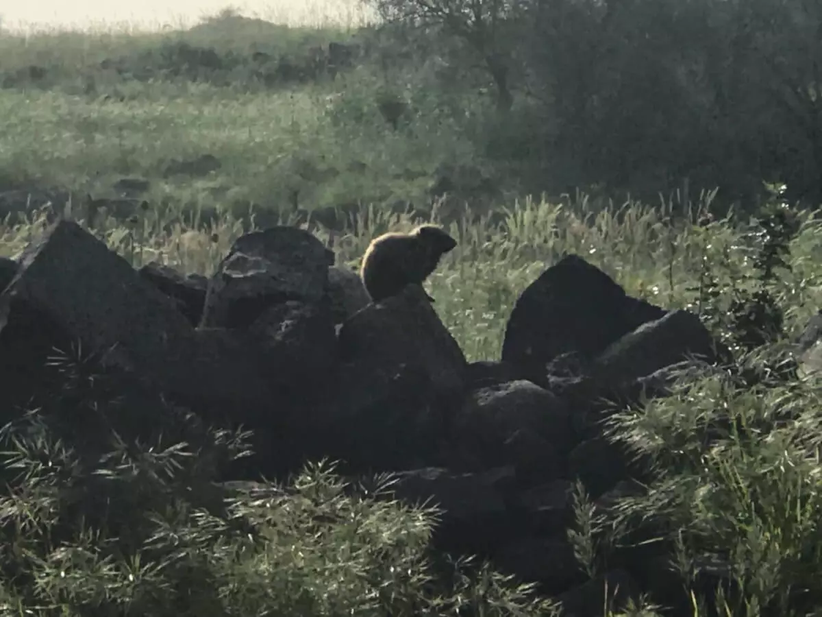 Israel's Animals from the Bible and What You Can Learn from Them.