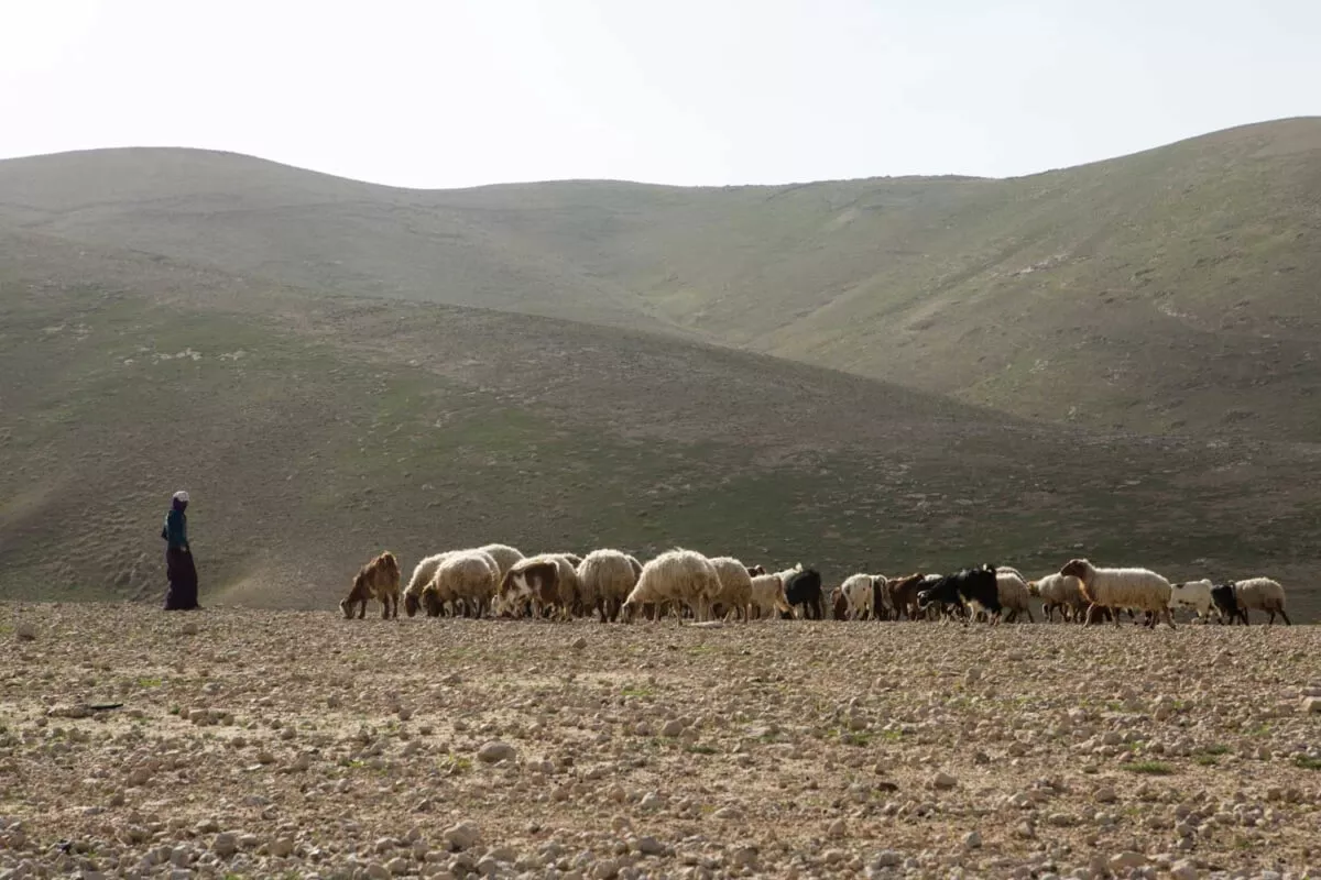 Israel's Animals from the Bible and What You Can Learn from Them.