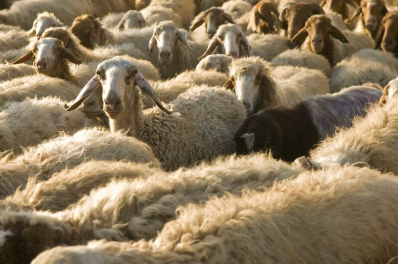 Israel's Animals from the Bible and What You Can Learn from Them.