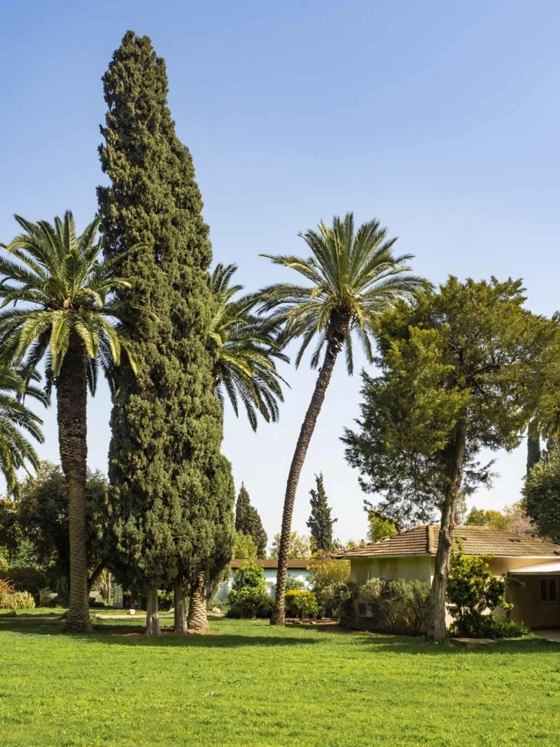 Tu Bishvat: The Trees of Israel